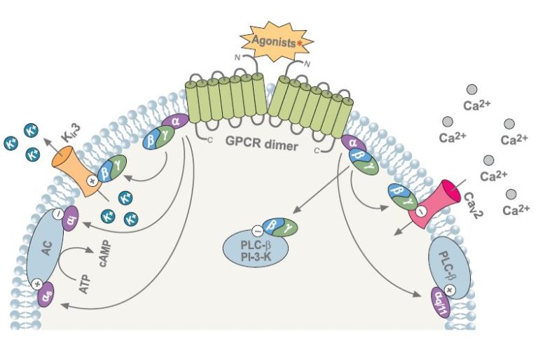 Ion Channel Modulation by G-Protein Coupled Receptors | Alomone Labs