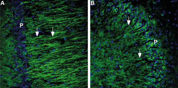 Immunohistochemistry (IHC) Protocols for Frozen Sections: Direct Methods | Alomone Labs