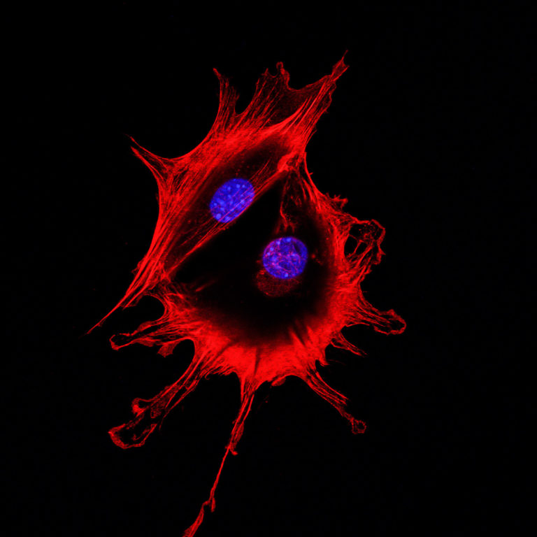 Live Cell Imaging Catalog | Alomone Labs