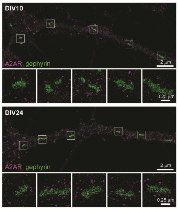 DNA-PAINT and Super-Resolution Microscopy | Alomone Labs