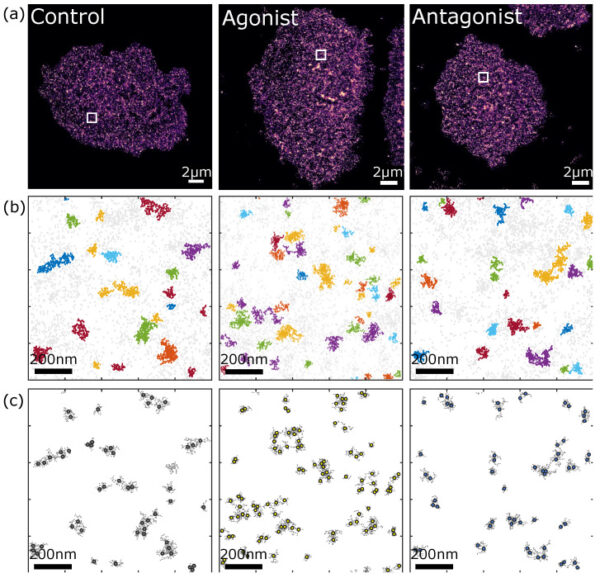 DNA-PAINT and Super-Resolution Microscopy | Alomone Labs