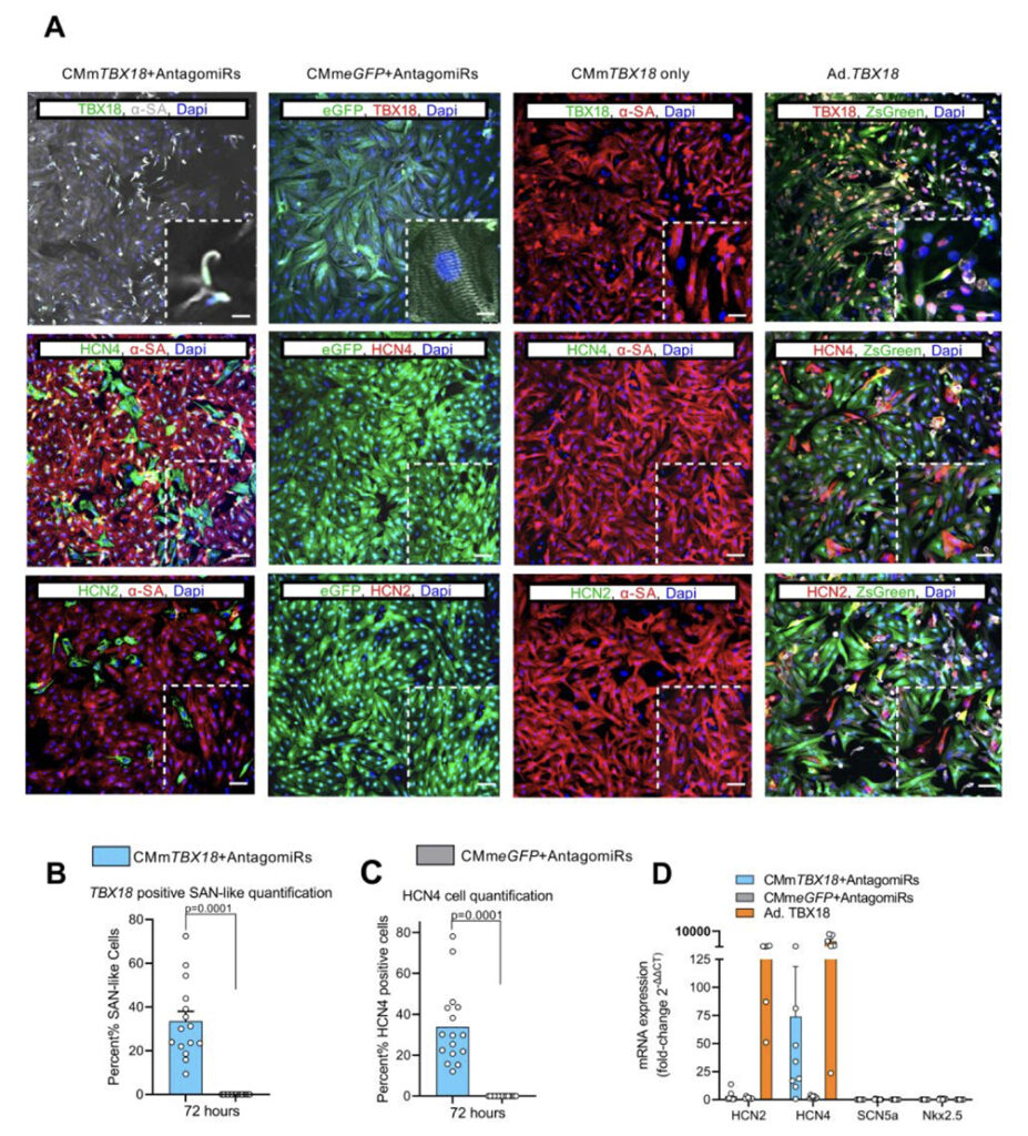 Switching off to switch pacemaker cells on | Alomone Labs