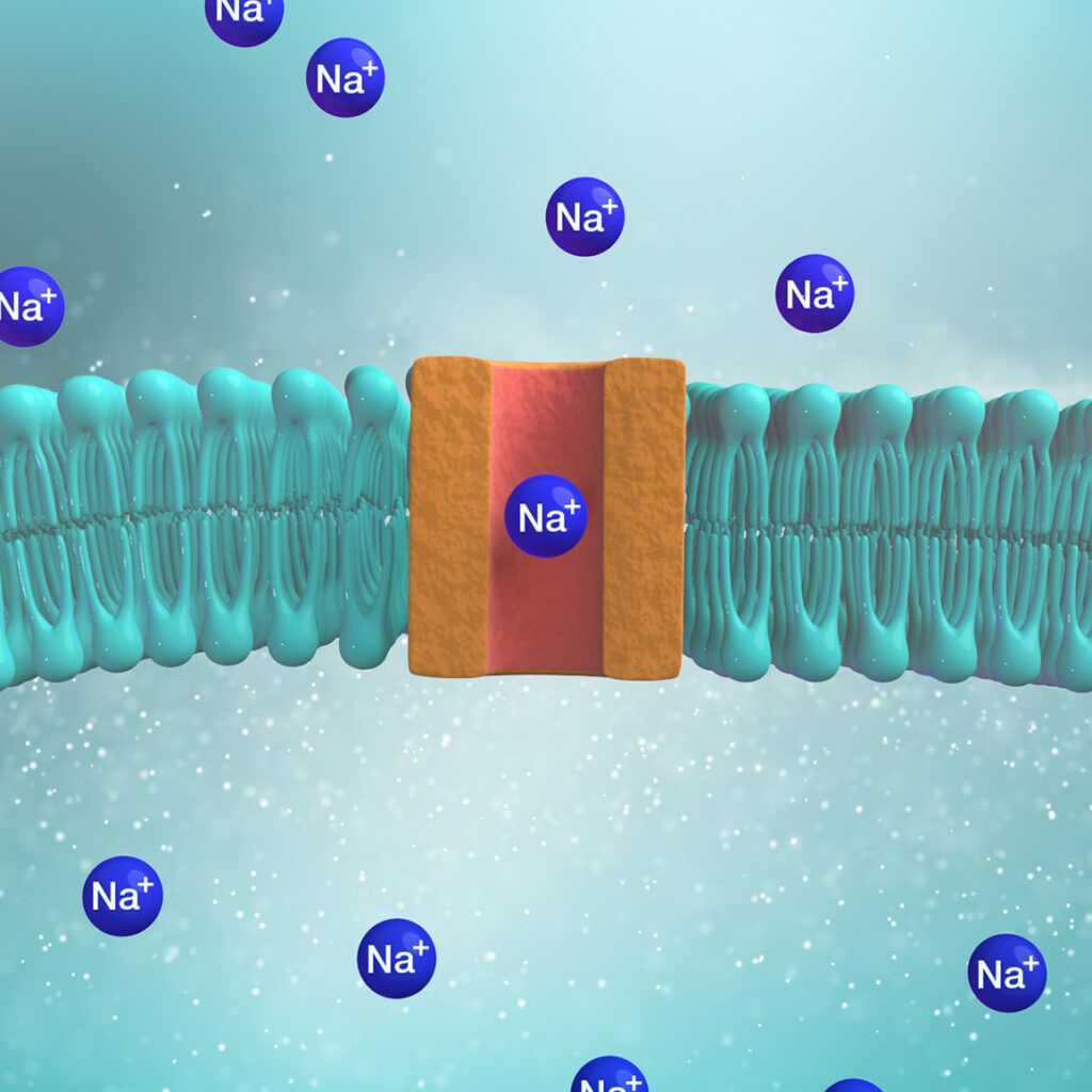 Voltage-Gated Sodium Channel Modulators | Alomone Labs