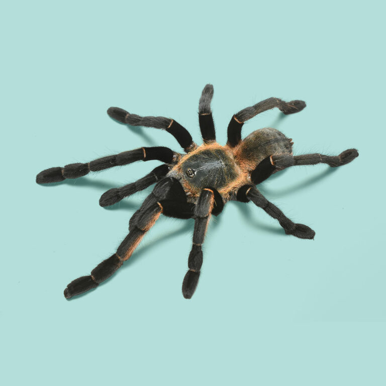 Voltage-Gated Calcium Channel Modulators | Alomone Labs