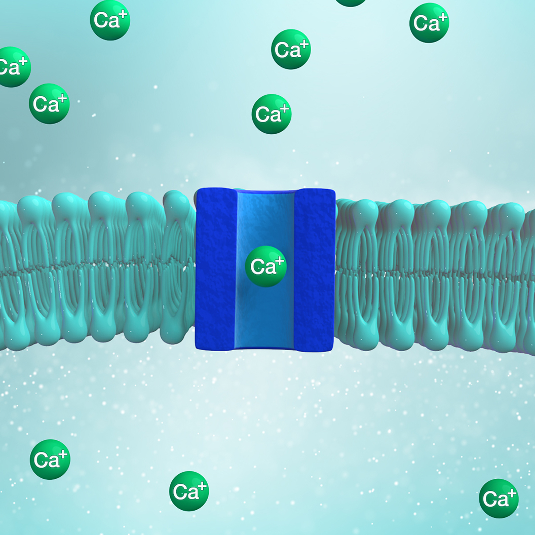 Voltage-Gated Calcium Channel Modulators | Alomone Labs