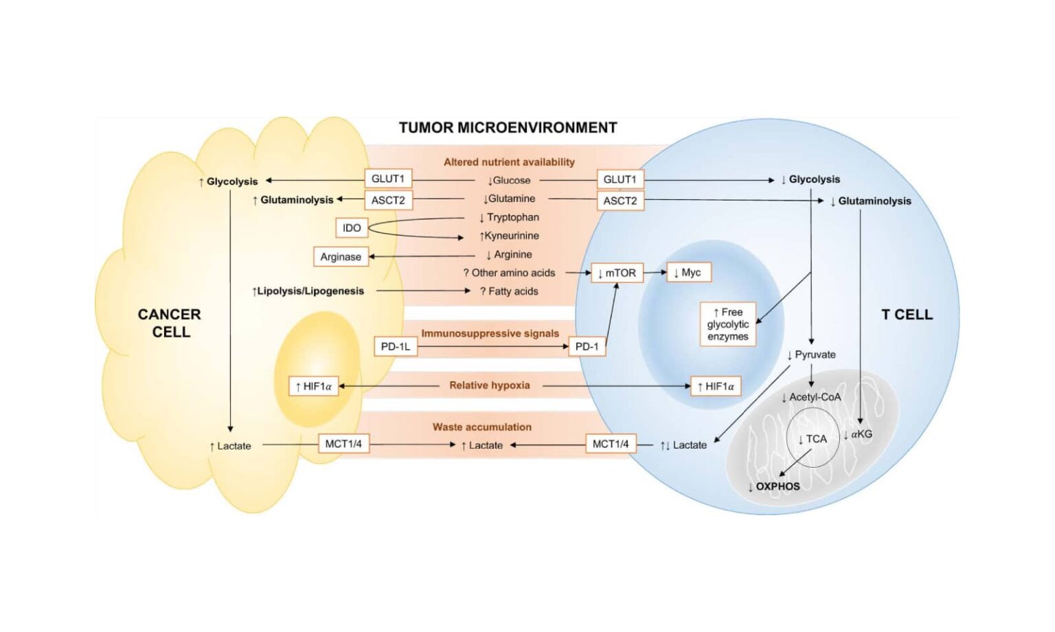 Exploring Conjugated Extracellular Antibodies for Metabolite ...