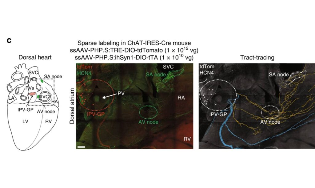 The Whole Picture: Tissue Clearing and 3D Immunodetection | Alomone Labs