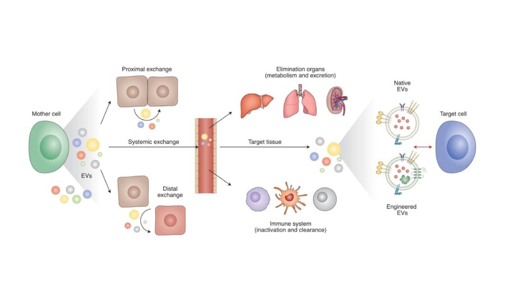 Biological Couriers: The Remarkable Role of Extracellular Vesicles in ...